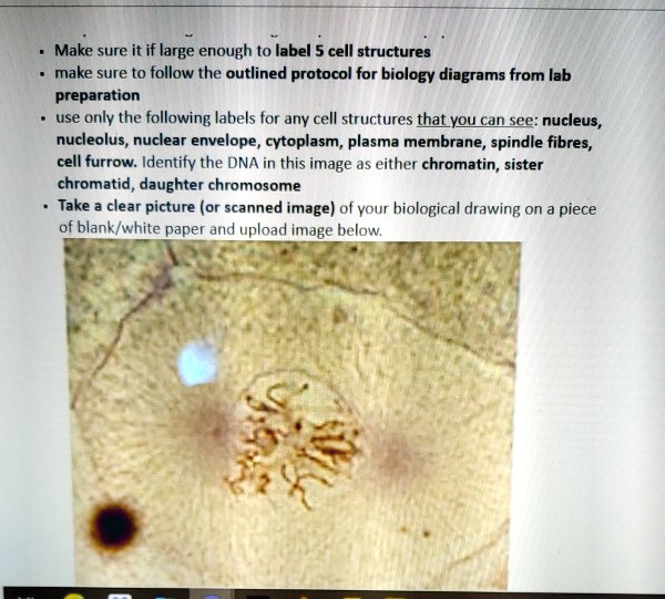SOLVED: Make sure the label is large enough to label 5 cell structures ...