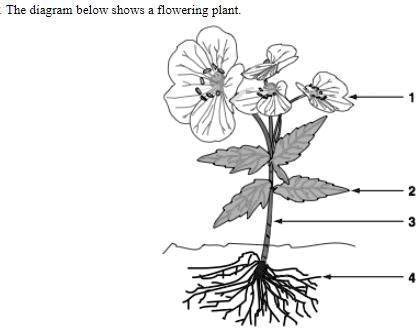identify and explain the functions of each numbered plant organ in the ...