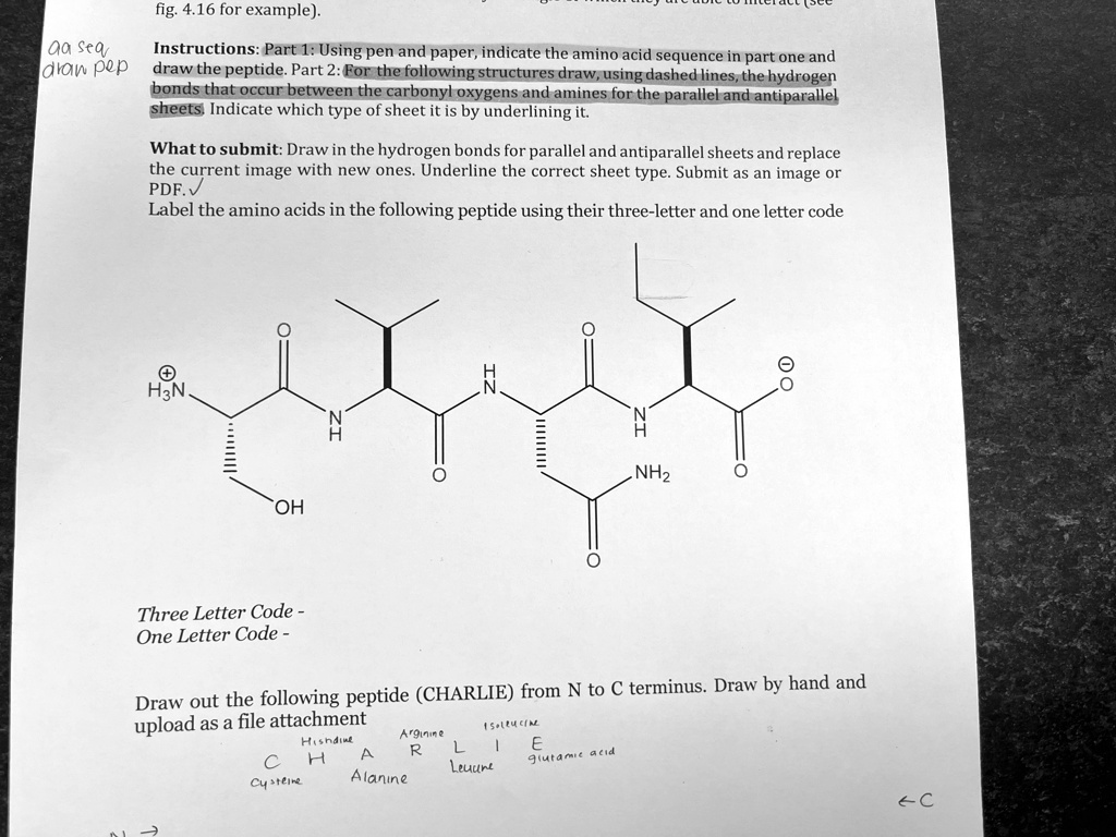 SOLVED: Texts: Using pen and paper, indicate the amino acid sequence in ...
