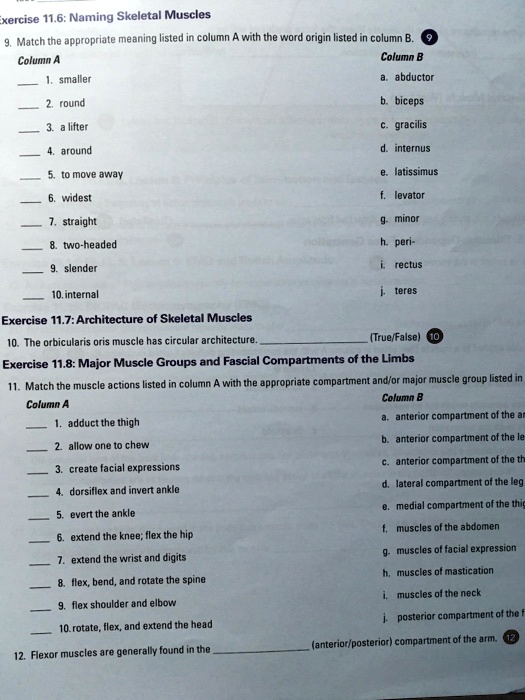 SOLVED: xercise 11.6: Naming Skeletal Muscles Match the appropriate ...