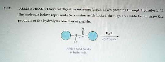 SOLVED: ALLIED HEALTH: Several digestive enzymes break down protein ...
