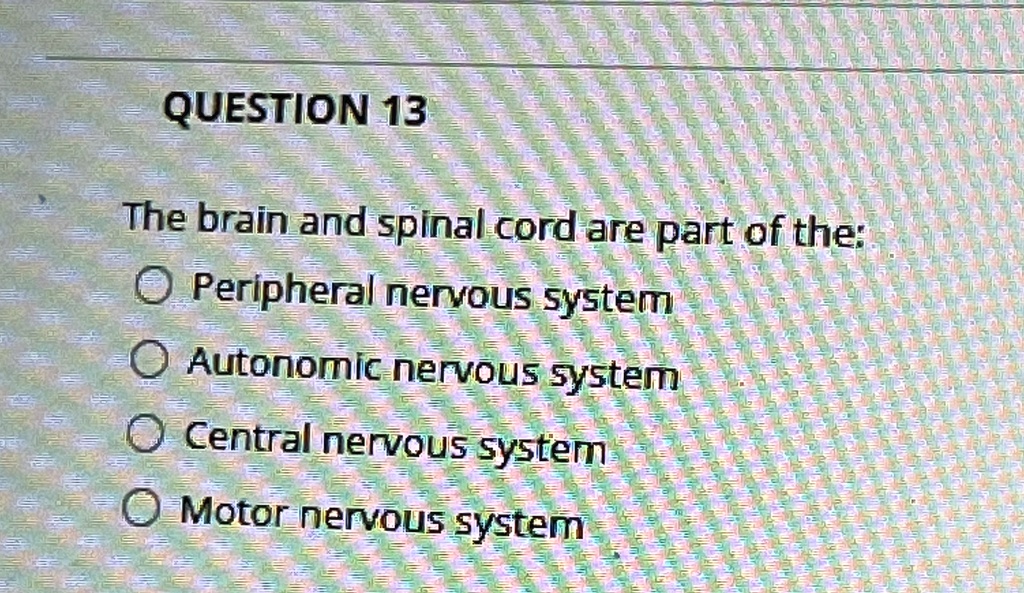 question 13 the brain and spinal cord are part of the peripheral ...