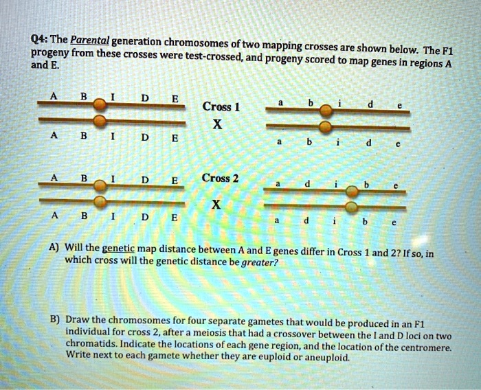 q4 the parentol generation chromosomes of two progeny from these ...