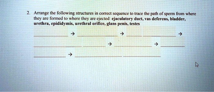 SOLVED: Arrange the following structures in the correct sequence to trace the path of sperm from ...