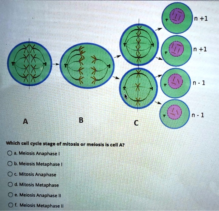 SOLVED: n + 1 Which cell cycle stage of mitosis or meiosis is cell A ...