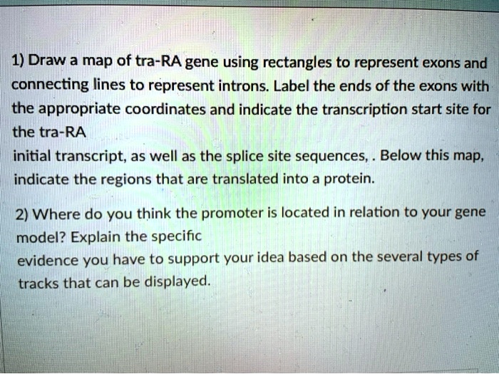 1) Draw a map of tra-RA gene using rectangles to represent exons and ...
