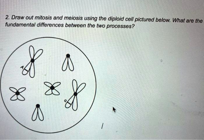 SOLVED: 2. Draw out mitosis and meiosis using the diploid cell pictured below What are the ...