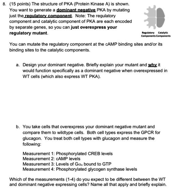15 points the structure of pka protein kinase a is shown you want t0 ...