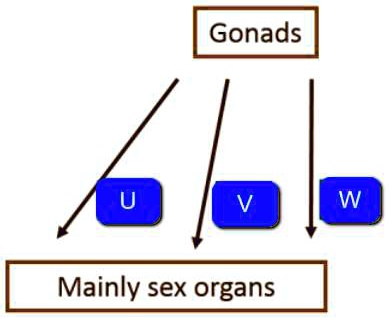 SOLVED: In this diagram, U, V, and W represent which hormones? A ...