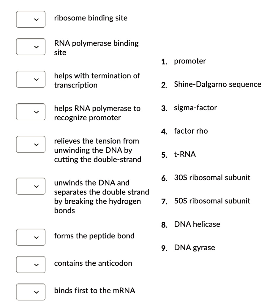 SOLVED: ribosome binding site RNA polymerase binding site 1 promoter ...