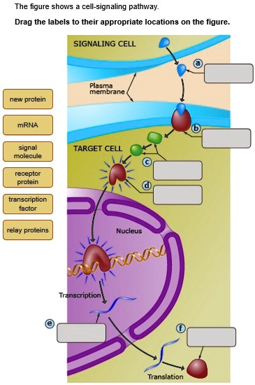 SOLVED: The figure shows cell-signaling pathway- Drag the labels their ...