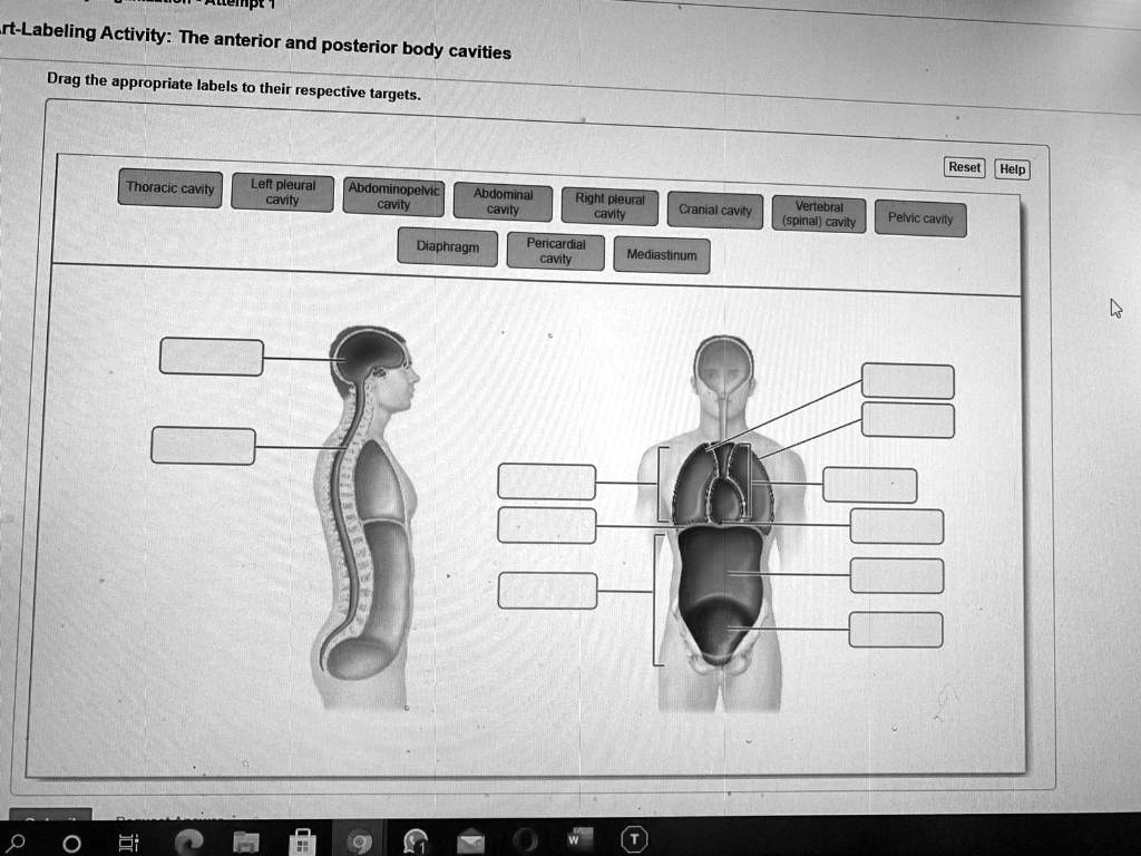 lduanw rt labeling activity the anterior and posterior body cavities ...