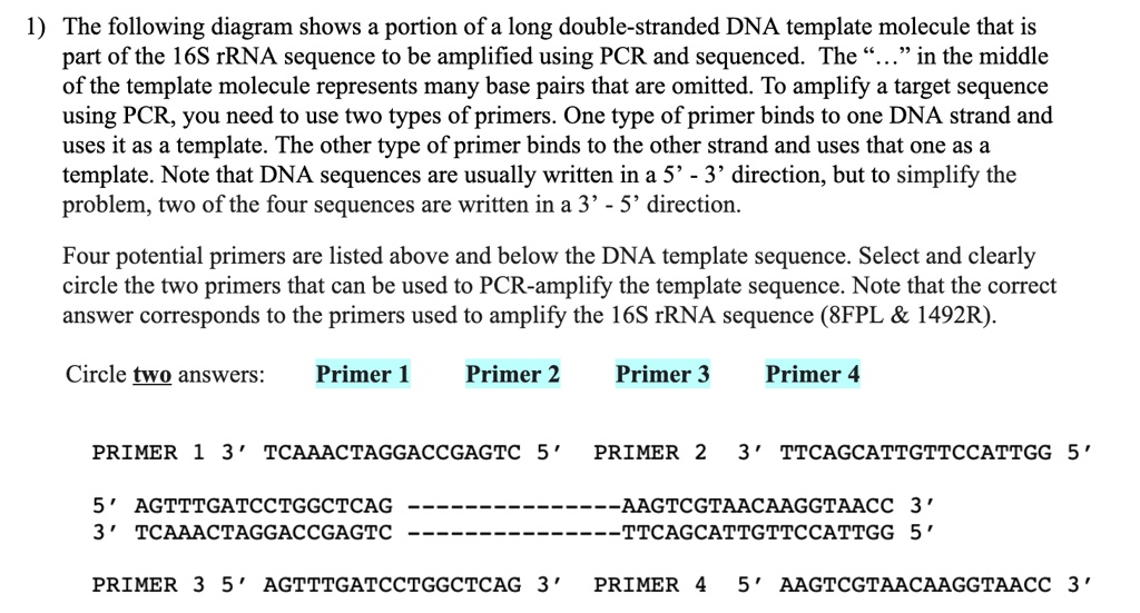 SOLVED: The following diagram shows a portion of a long double-stranded ...