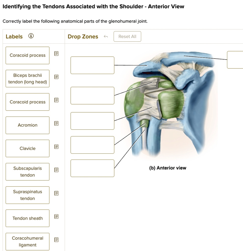 Identifying the Tendons Associated with the Shoulder - Anterior View ...