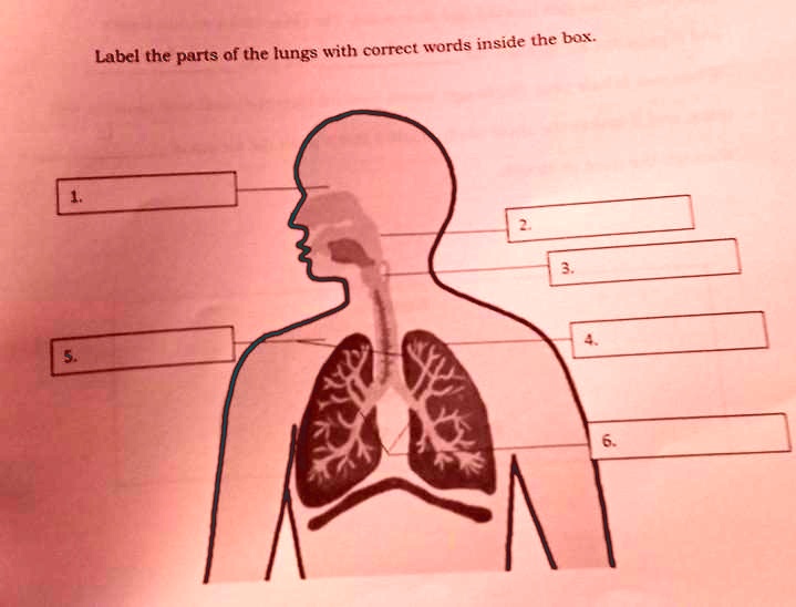 Label the parts of the lungs with correct words inside the box.