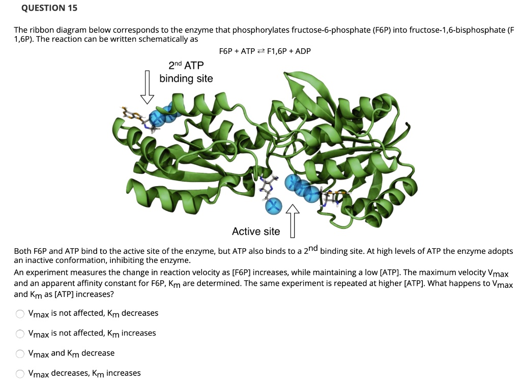 QUESTION 15 The ribbon diagram below corresponds to the enzyme that ...