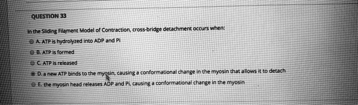 In the Sliding Filament Model of Contraction, cross-bridge...