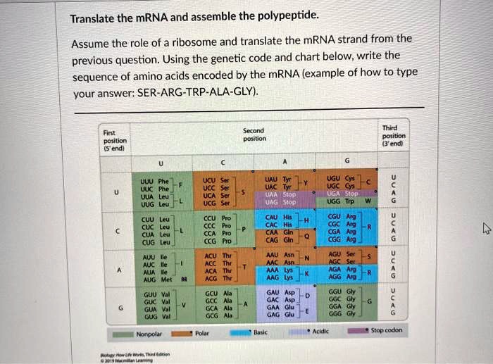 SOLVED: Translate the mRNA and assemble the polypeptide: Assume the role of a ribosome and ...