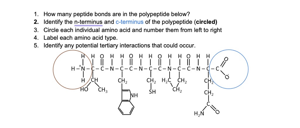 Solved 1 How Many Peptide Bonds Are In The Polypeptide Below 2 Identify The N Terminus And C