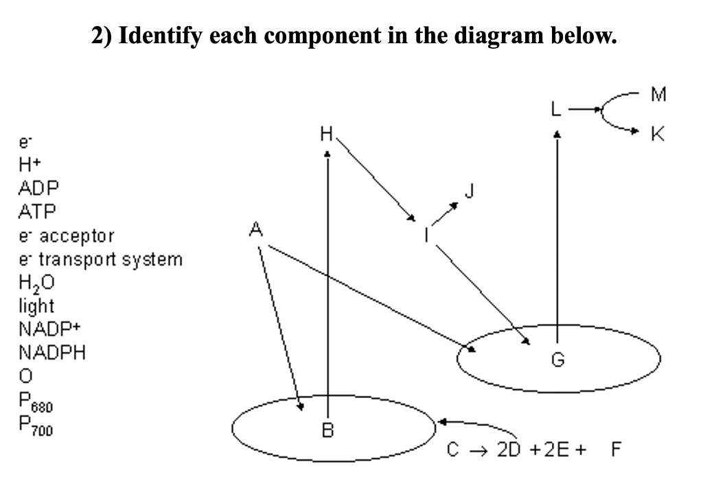 SOLVED: Identify each component in the diagram below: M K e- H+ ADP ATP ...
