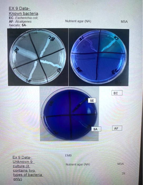 Alcaligenes Faecalis Agar