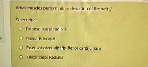what muscles perform ulnar deviation of the wrist select one extensor ...