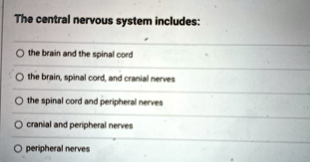 The central nervous system includes: the brain and the spinal cord the ...