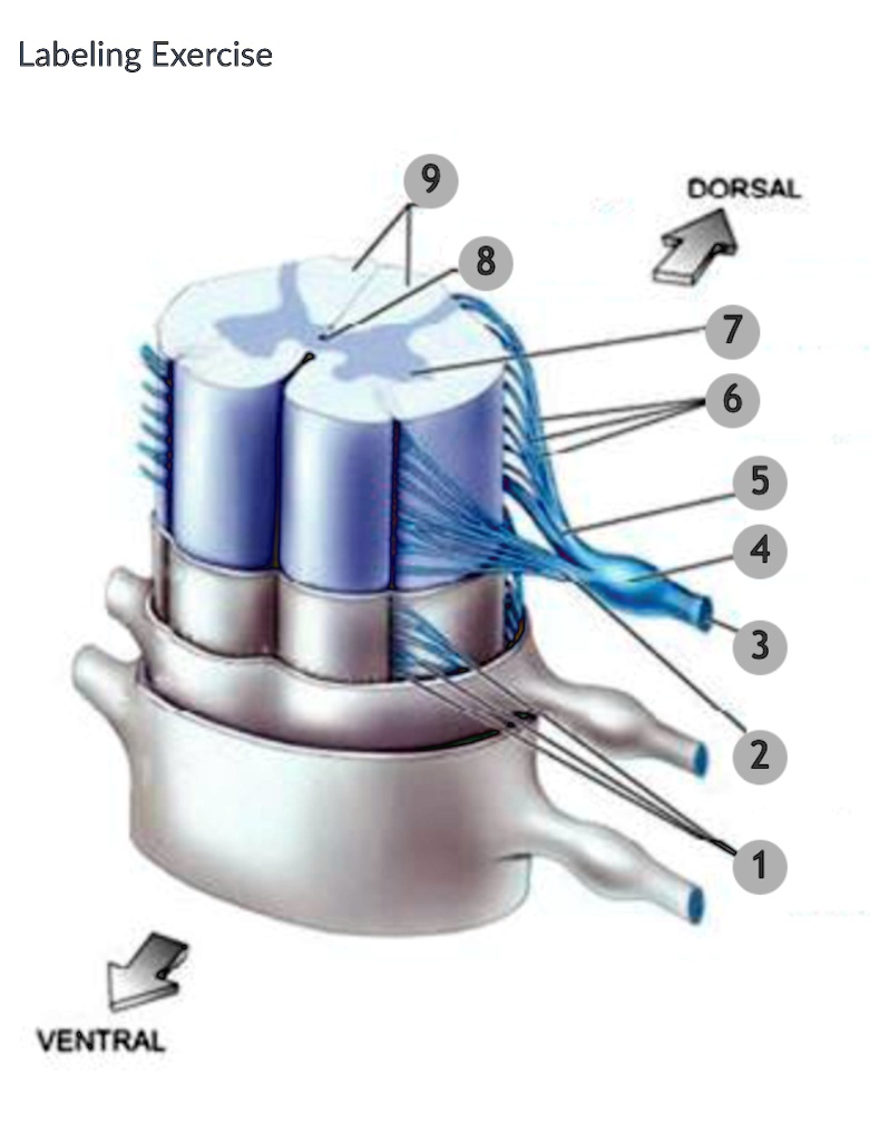 labeling exercise options dorsal root dorsal columns spinal canal ...
