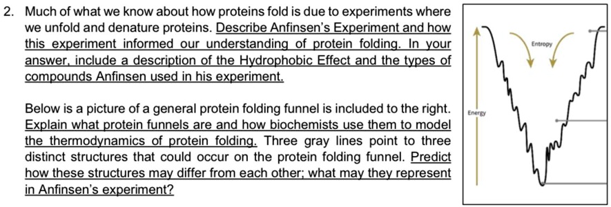 much of what we know about how proteins fold is due to experiments ...
