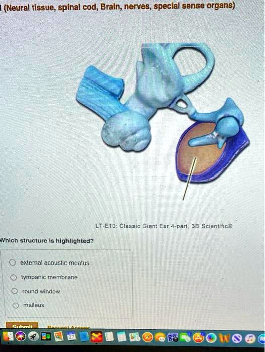 SOLVED: Neural tissue, spinal cord, brain, nerves, special sense organs ...