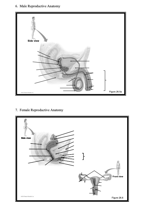 SOLVED: 6. Male Reproductive Anatomy Side view Figure 26.5a 7. Female ...