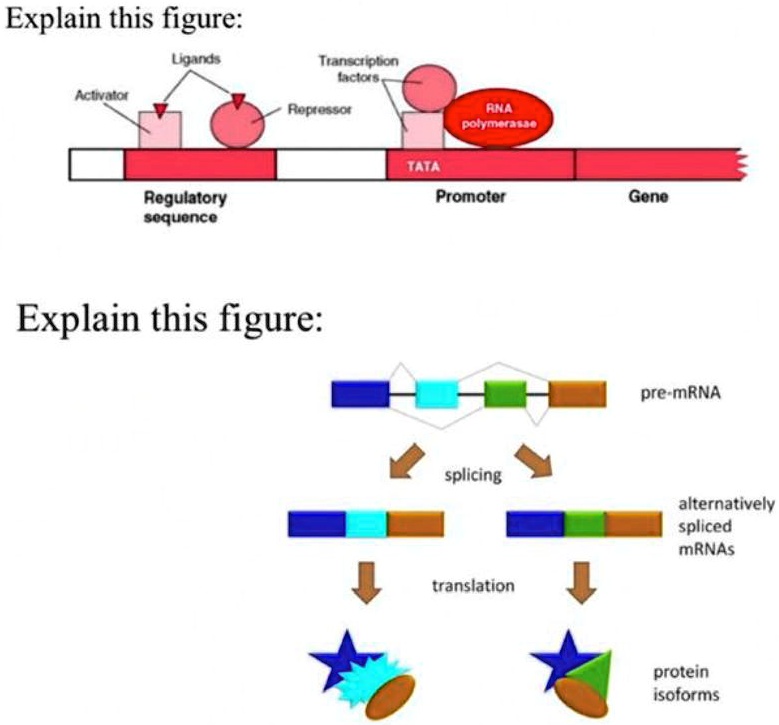 SOLVED: Text: Explain this figure Ligands Transcription factors ...