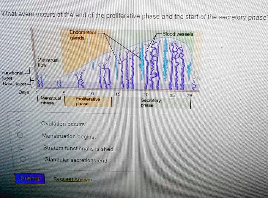 wmhat event occurs at the end oftne prollferative phase and the start ...