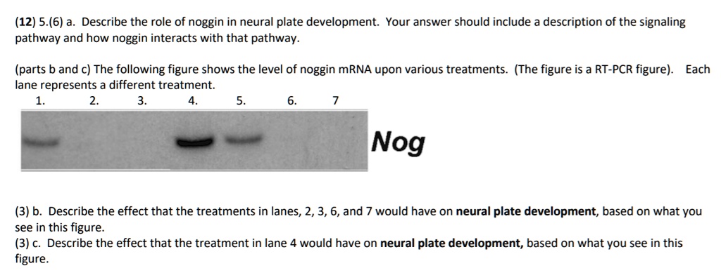 (12) 5.(6) a. Describe the role of noggin in neural plate development ...