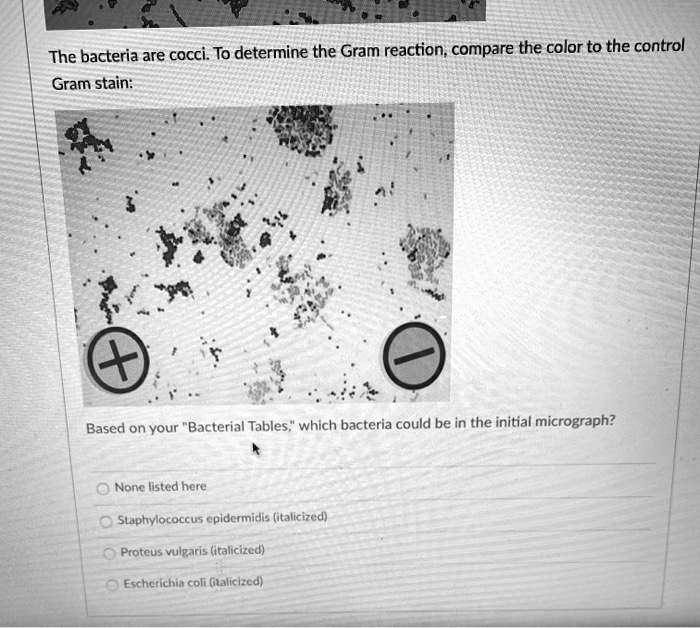 SOLVED:The bacteria are cocci To determine the Gram reaction; compare ...