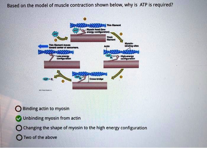 SOLVED:Based on the model of muscle contraction shown below; why is ATP ...