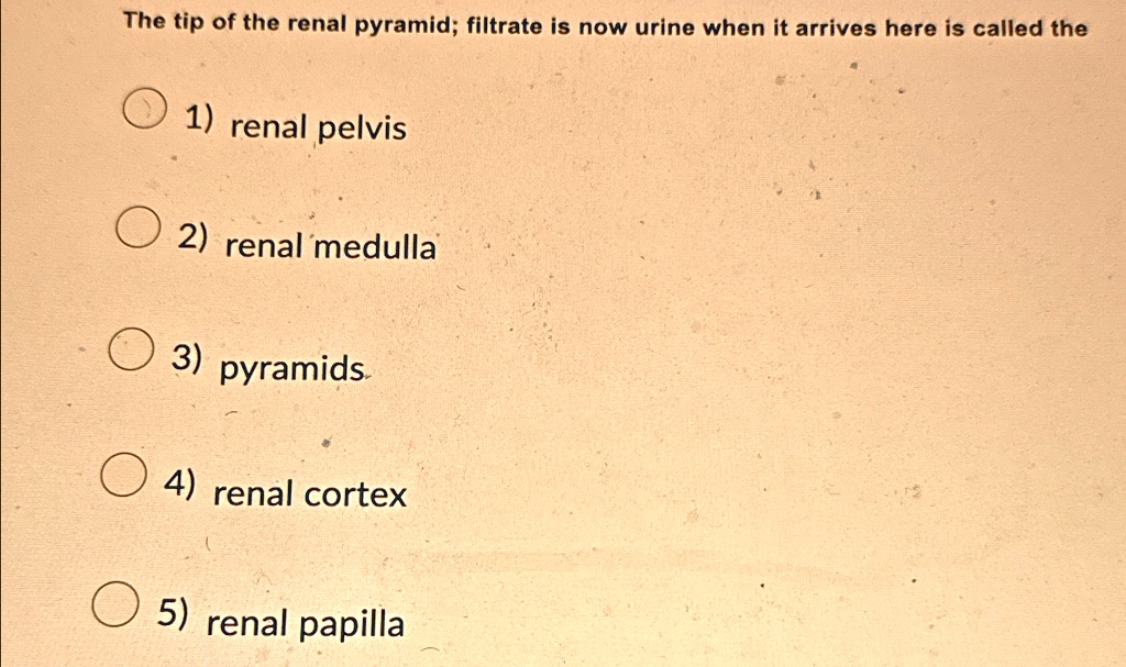 The tip of the renal pyramid; filtrate is now urine when it arrives ...