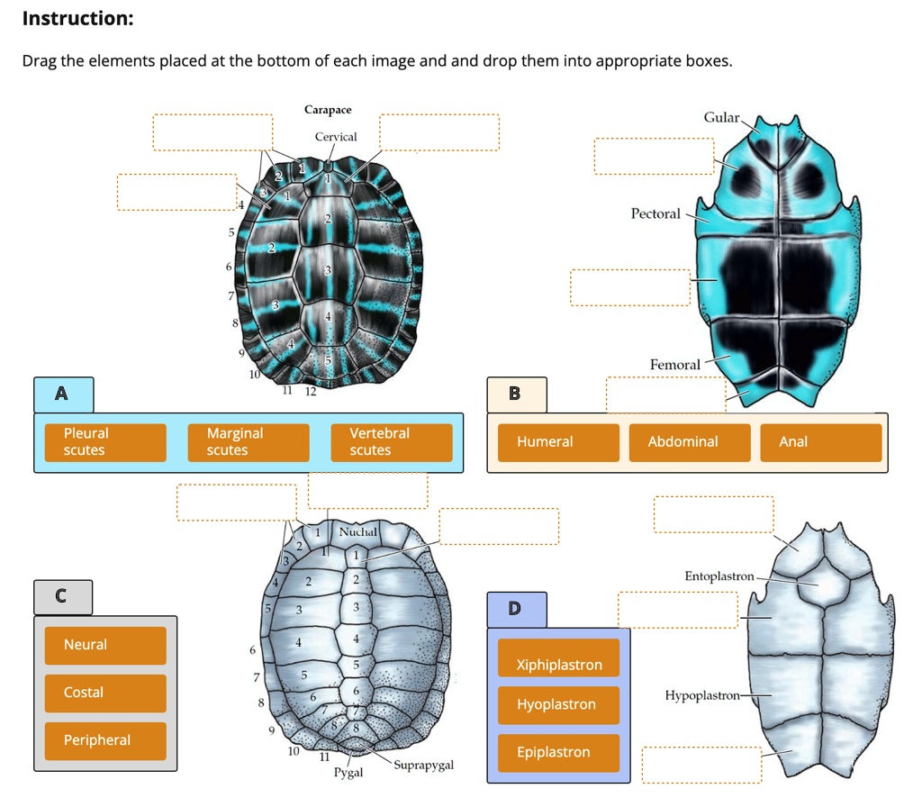 Instruction: Drag the elements placed at the bottom of each image and ...