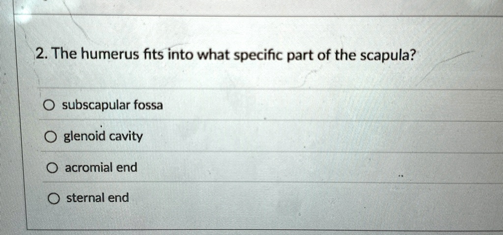 2. The humerus fits into what specific part of the scapula? subscapular ...