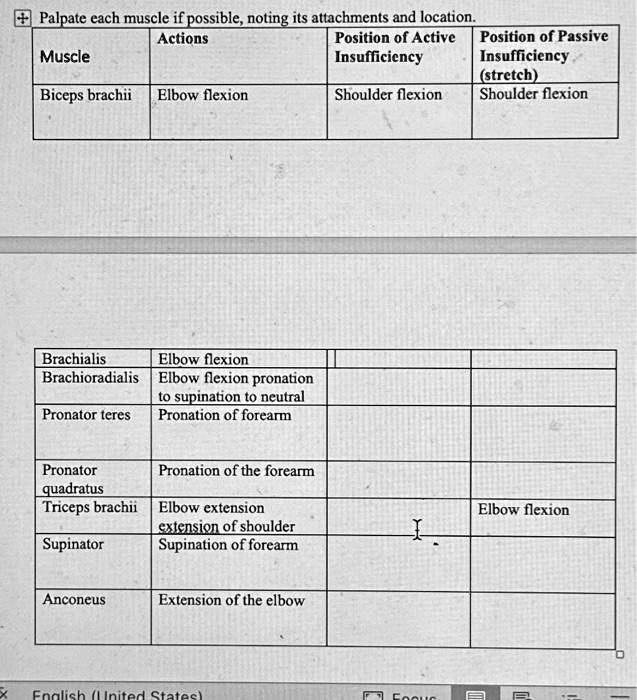 + Palpate each muscle if possible, noting its attachments and location ...