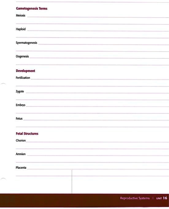 Gametogenesis Terms Meiosis Haploid Spermatogenesis Oogenesis ...