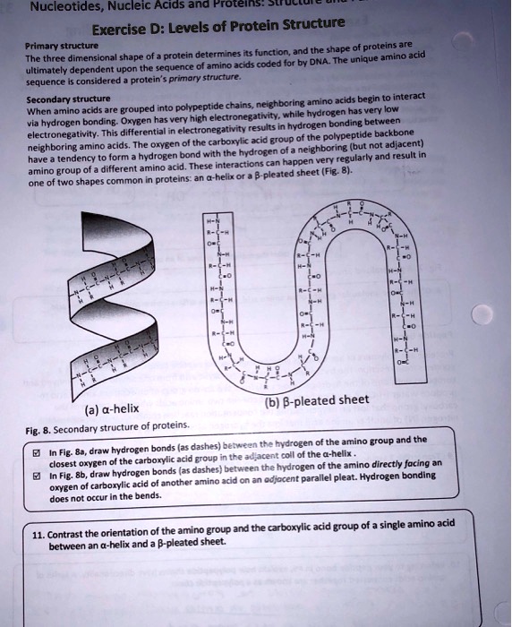 SOLVED: Nucleotides; Nucleic Acids ana proteins: Exercise D: Levels of ...