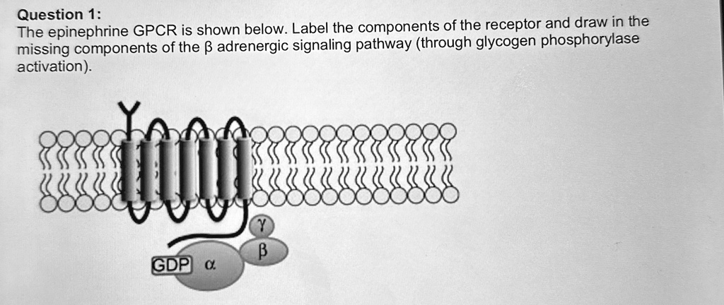 Question 1: The epinephrine GPCR is shown below. Label the components ...