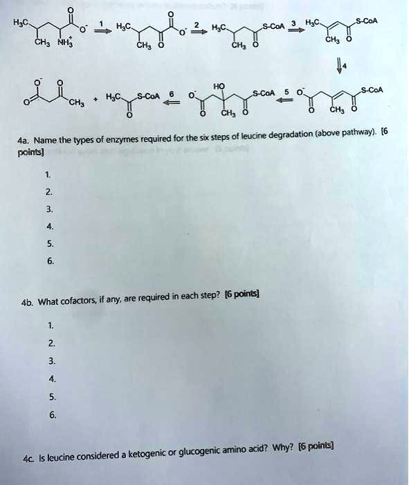 Solved Hyc 5 Coa Hc 2 Kc 5 Coa Ch Ch3 Nh Chs Cha S Coa S Coa Hsc S