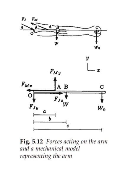 Fig. 5.12 Forces acting on the arm and a mechanical model representing ...