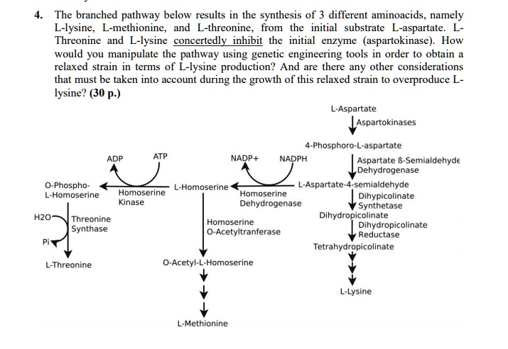 4. The branched pathway below results in the synthesis of 3 different ...