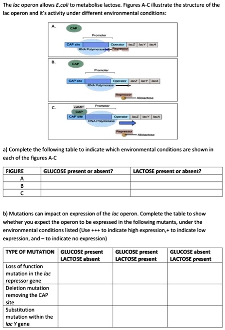 The lac operon allows E.coli to metabolise lactose. Figures A-C ...