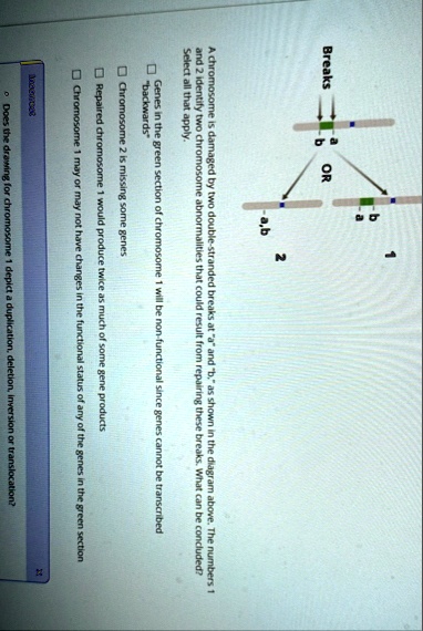 breaks a b or a b ab 1 2 a chromosome is damaged by two double stranded ...