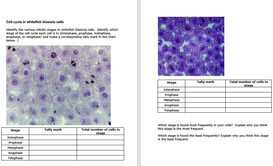 Cell cycle in whitefish blastula cells Identify the various mitotic ...