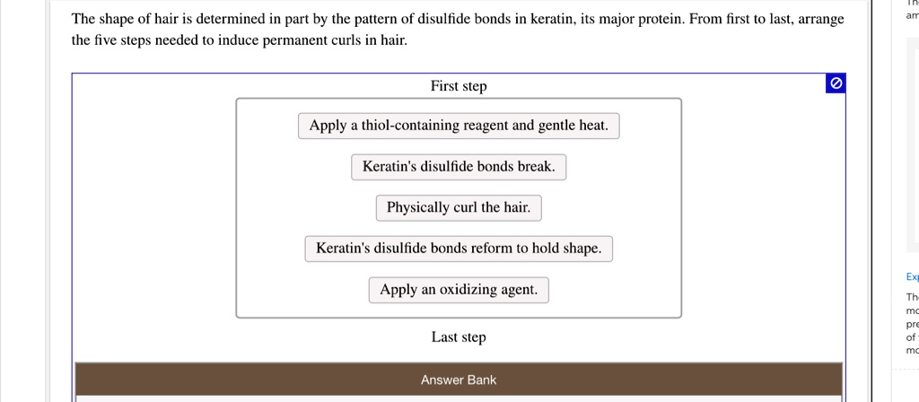SOLVED: The shape of hair is determined in part by the pattern of ...